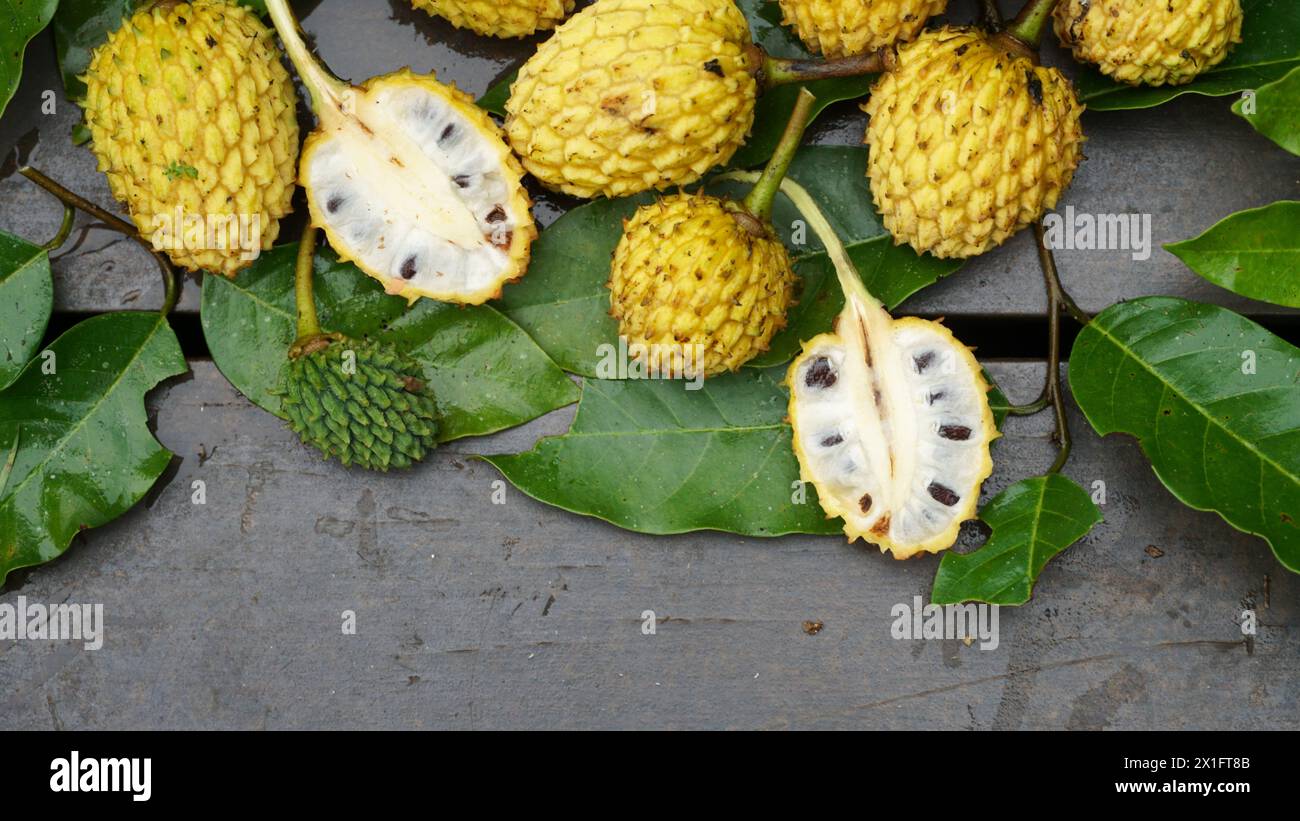 Araticum do Mato, typical plant of secondary forests in the Atlantic ...