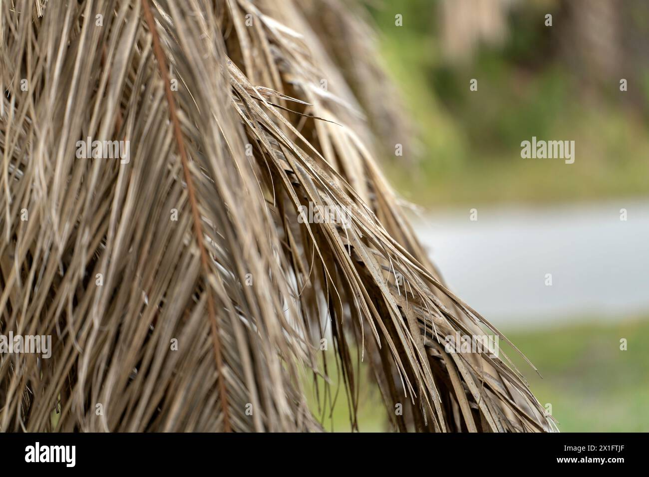 Dry dead palm tree on Florida home backyard Stock Photo - Alamy