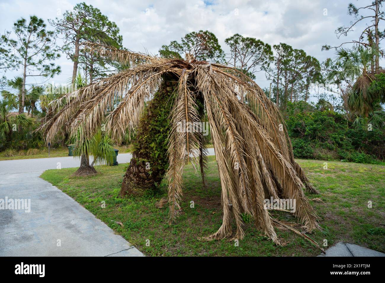 Dry dead palm tree on Florida home backyard Stock Photo - Alamy