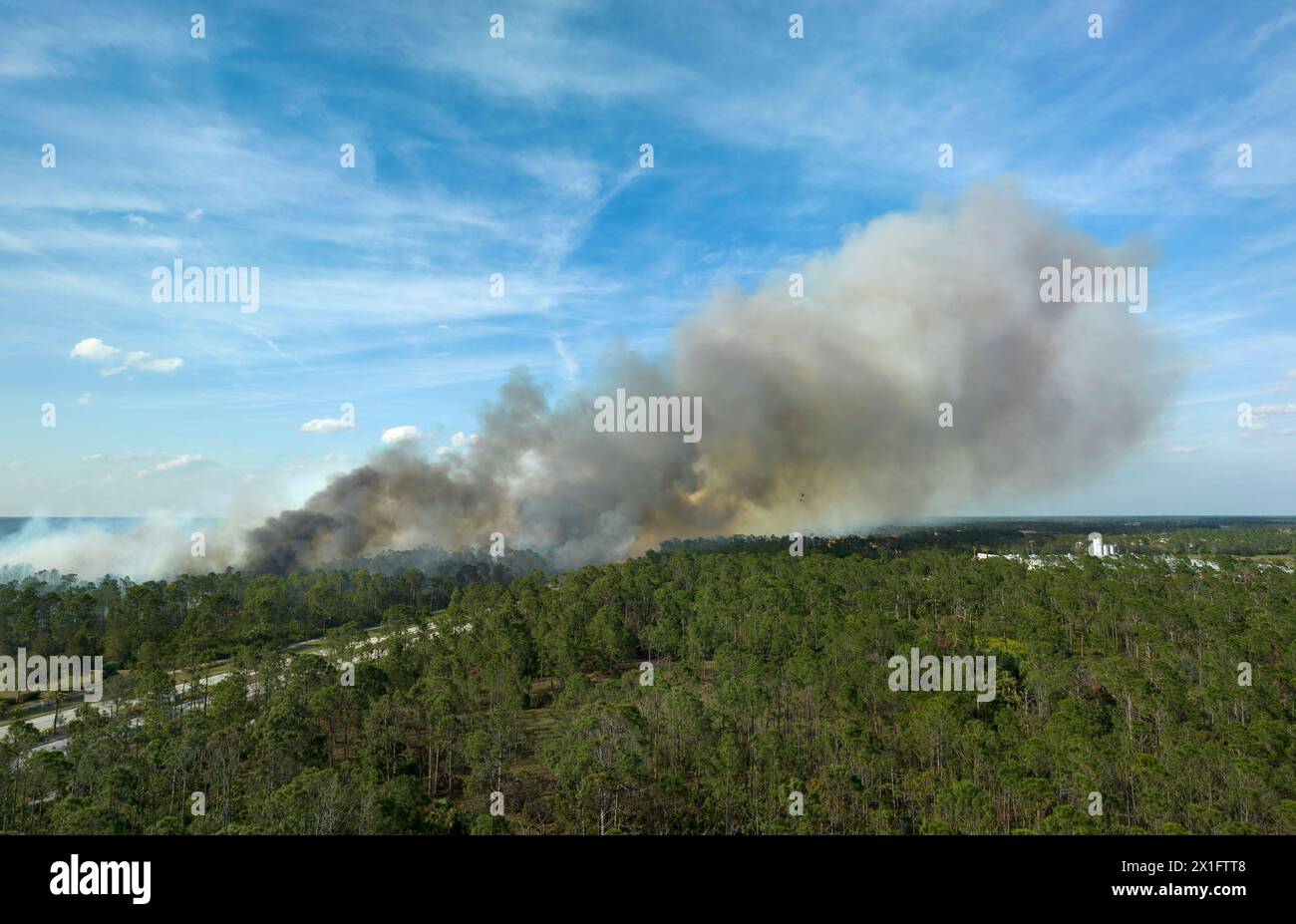 Huge wildfire burning severely in Florida jungle woods. Hot flames in ...