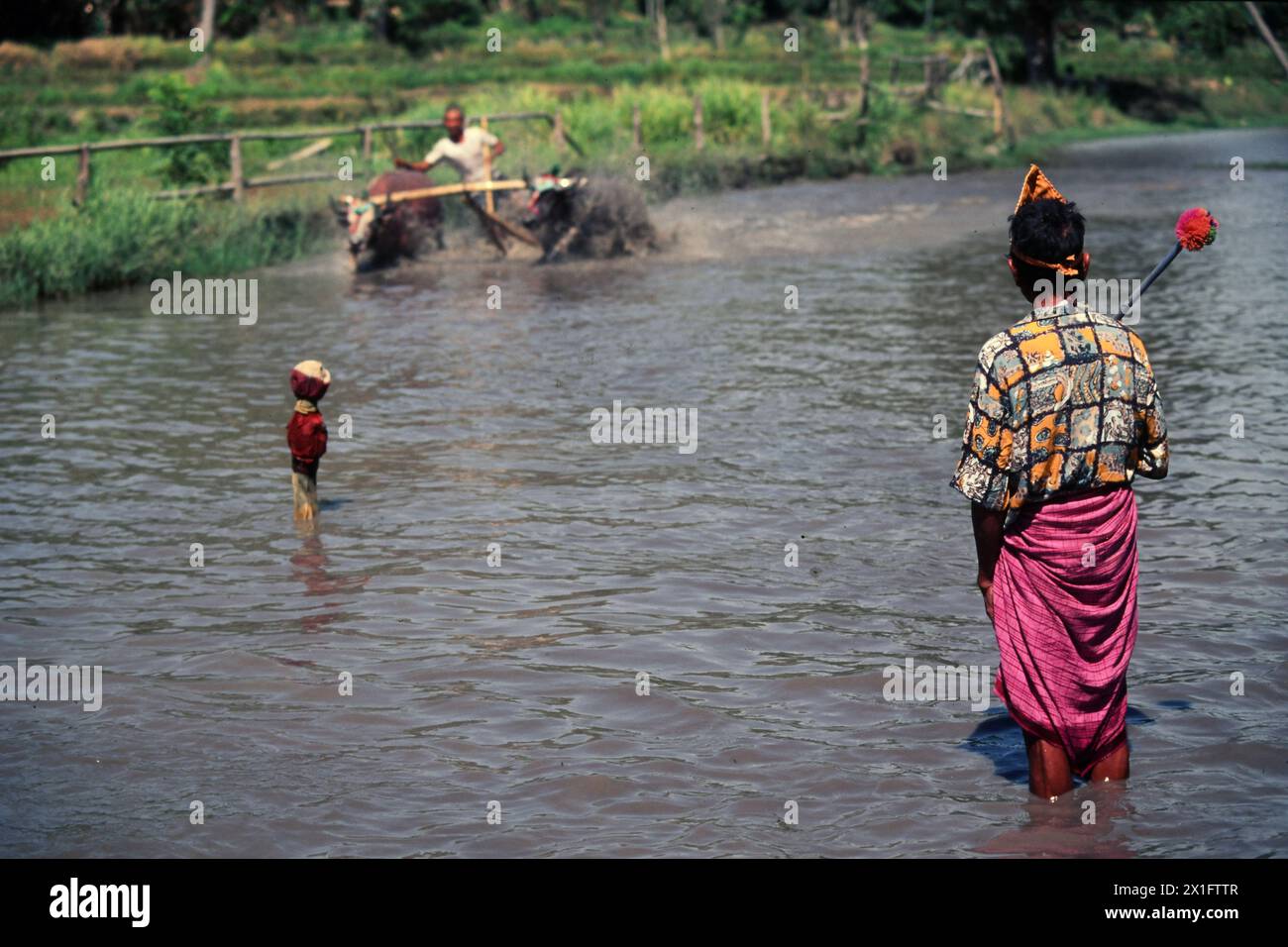 Man riding pair of buffalo-racing, taken in 1996, Badas District ...