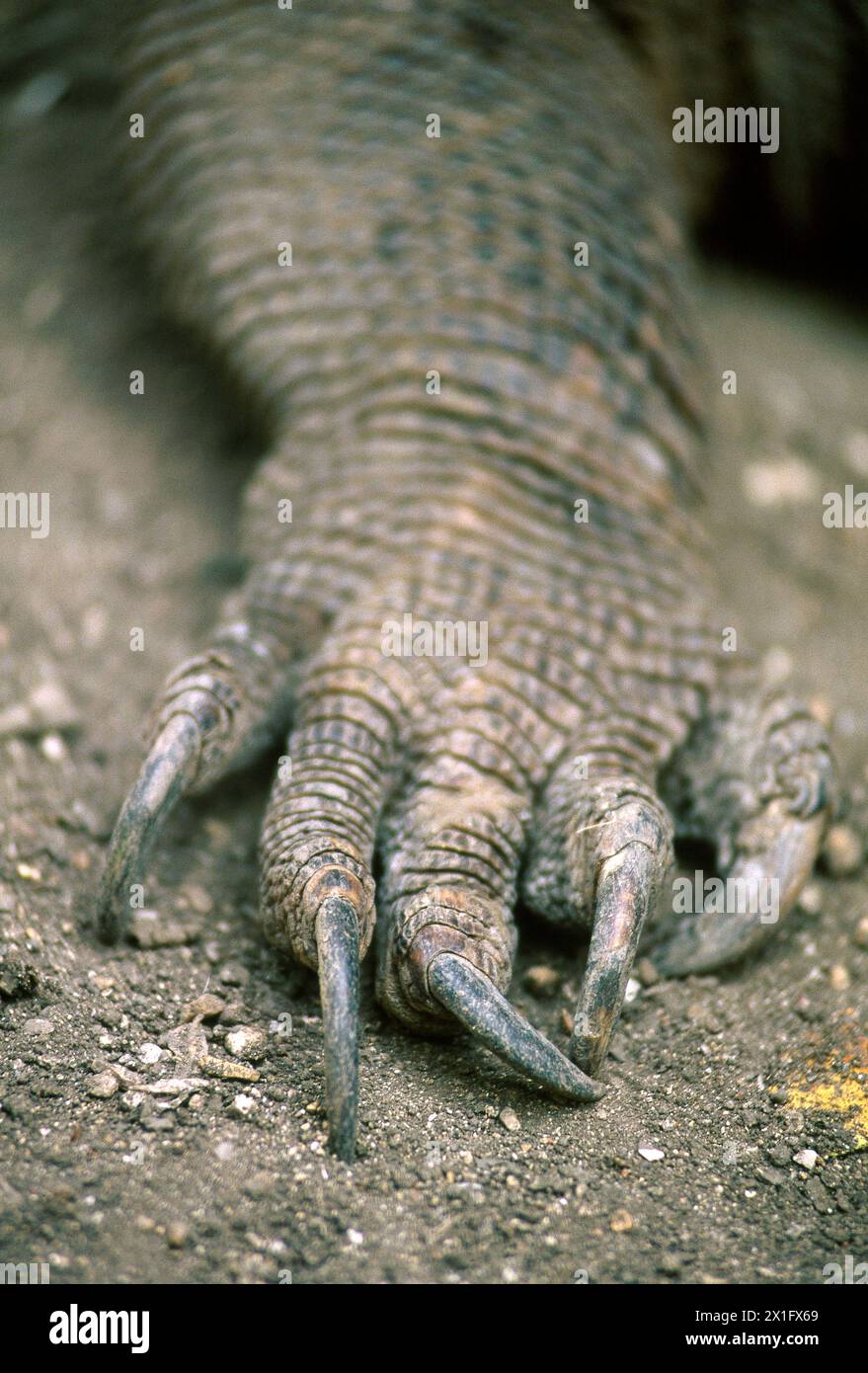 Claw of Komodo Dragon, Varanus komodoensis, Komodo National Park ...