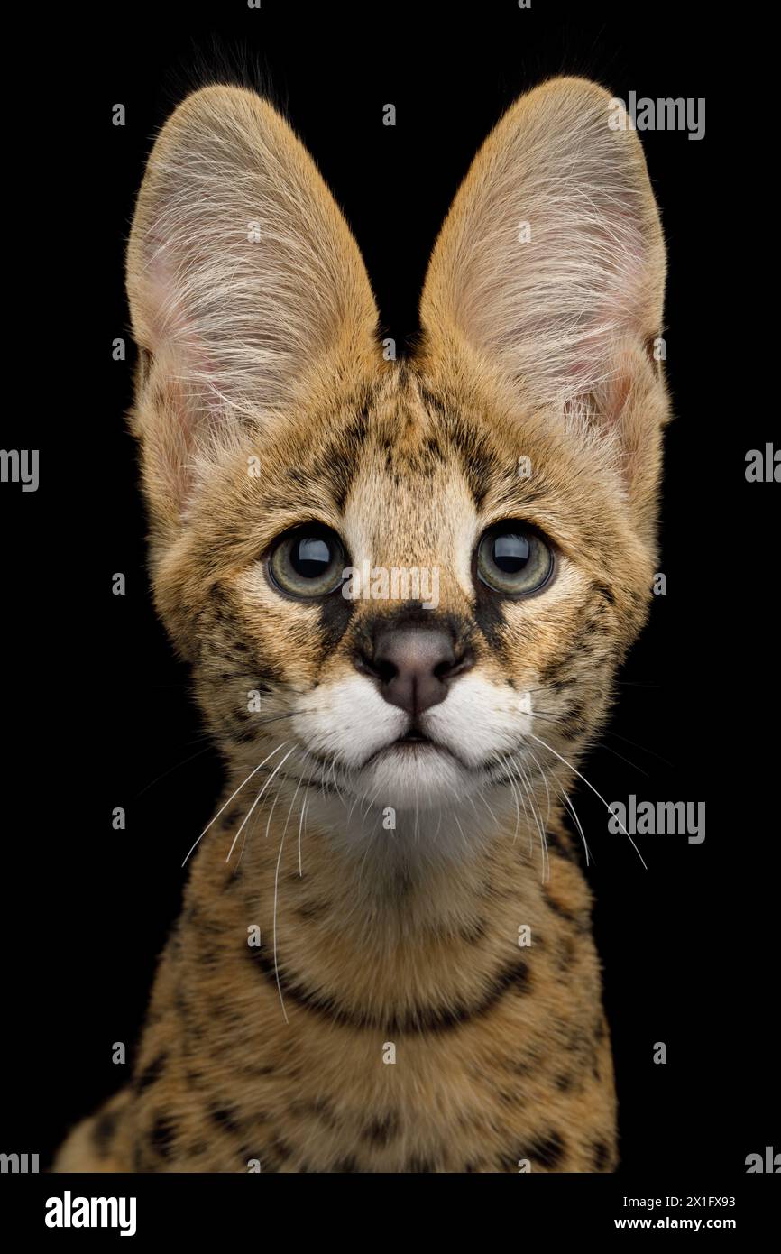 Closeup Portrait of Serval Cat gazing, isolated on Black Background in ...
