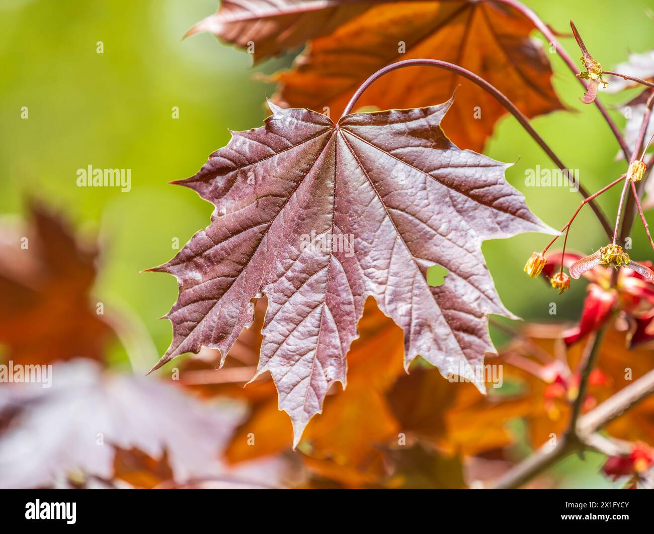 Tree branch with dark red leaves, Acer platanoides, the Norway maple ...