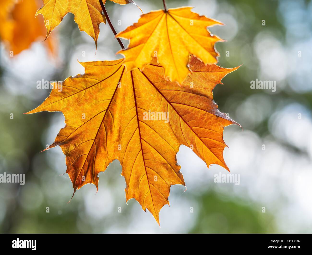 Tree branch with dark red leaves, Acer platanoides, the Norway maple ...