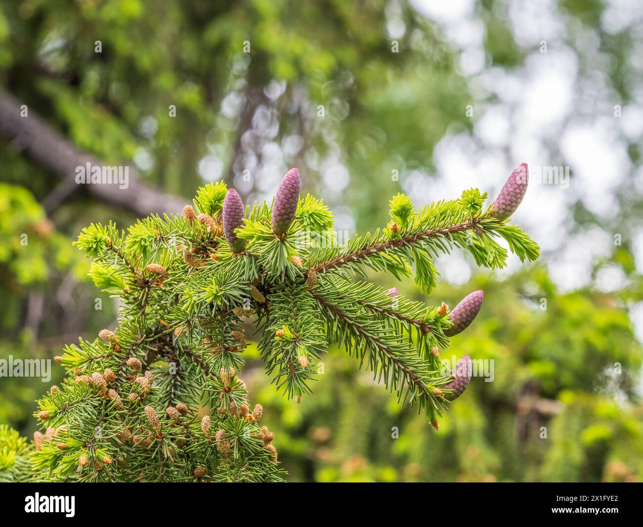 A young female cone of ordinary spruce, it is pink and its scales ...