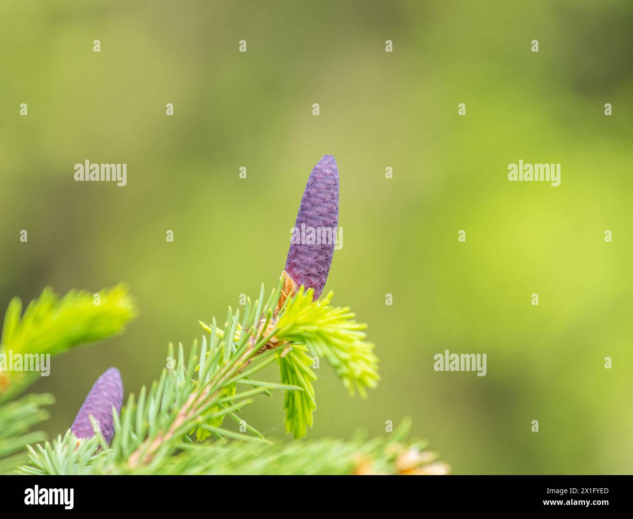 A young female cone of ordinary spruce, it is pink and its scales ...