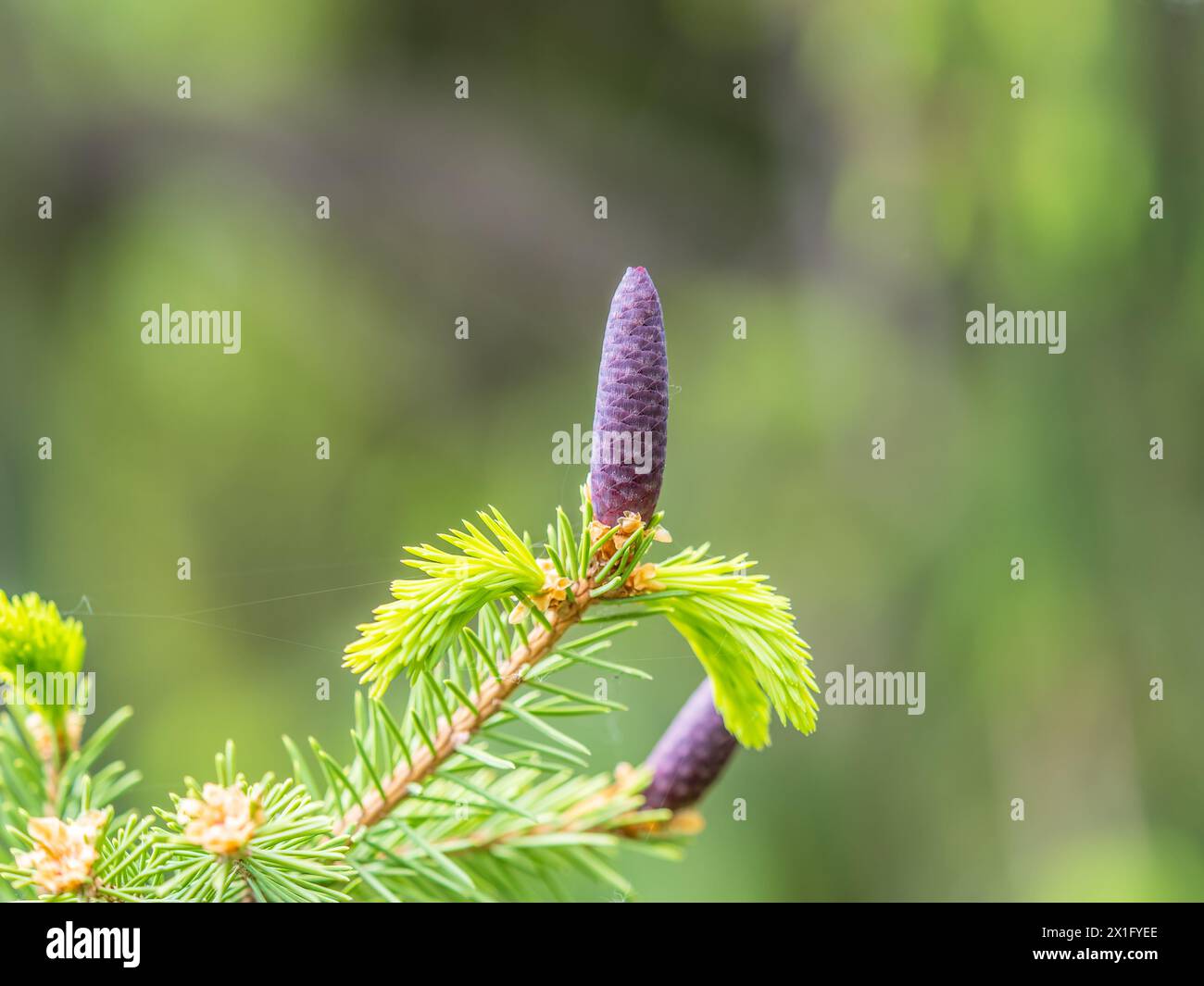 A young female cone of ordinary spruce, it is pink and its scales ...