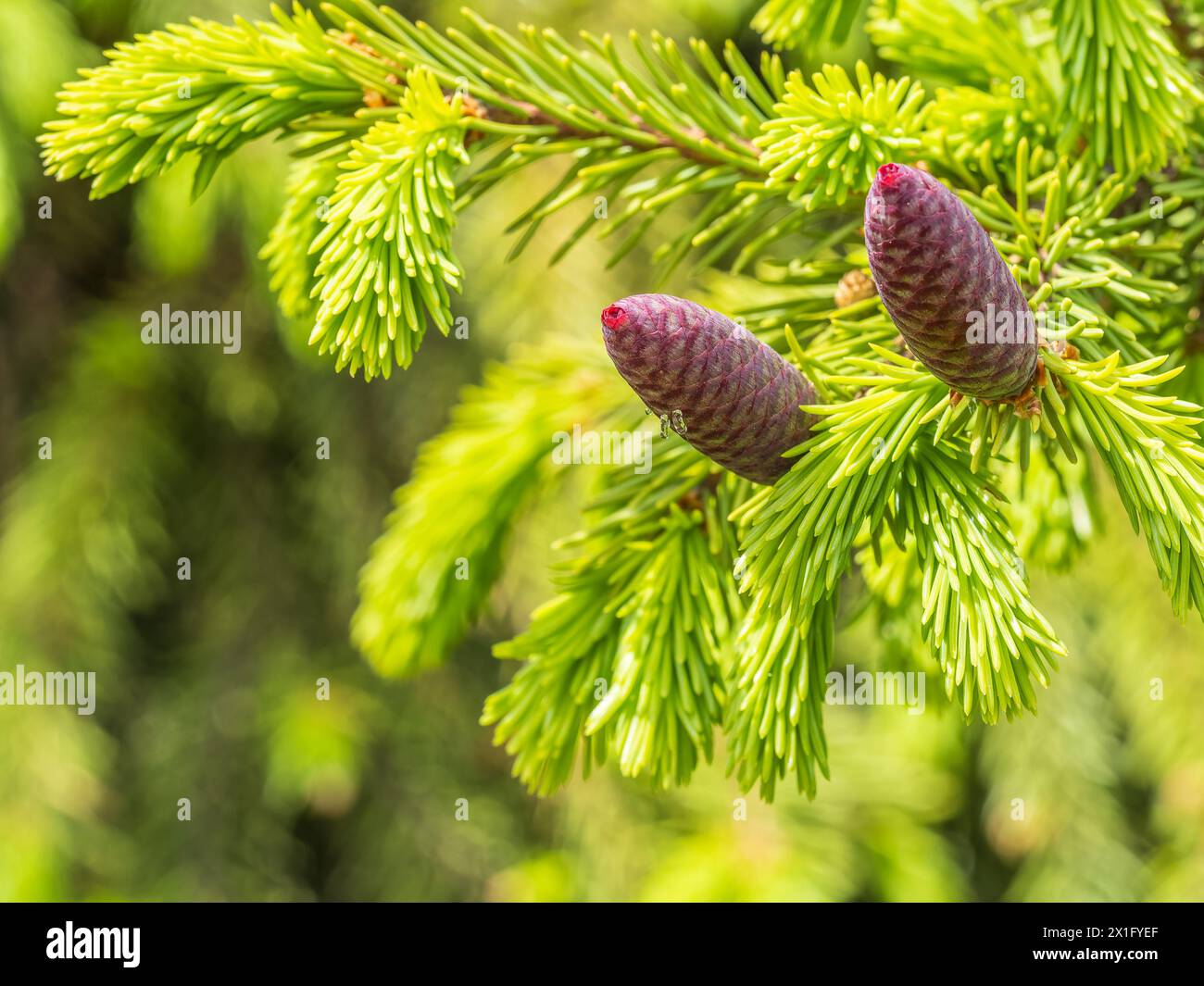 A young female cone of ordinary spruce, it is pink and its scales ...