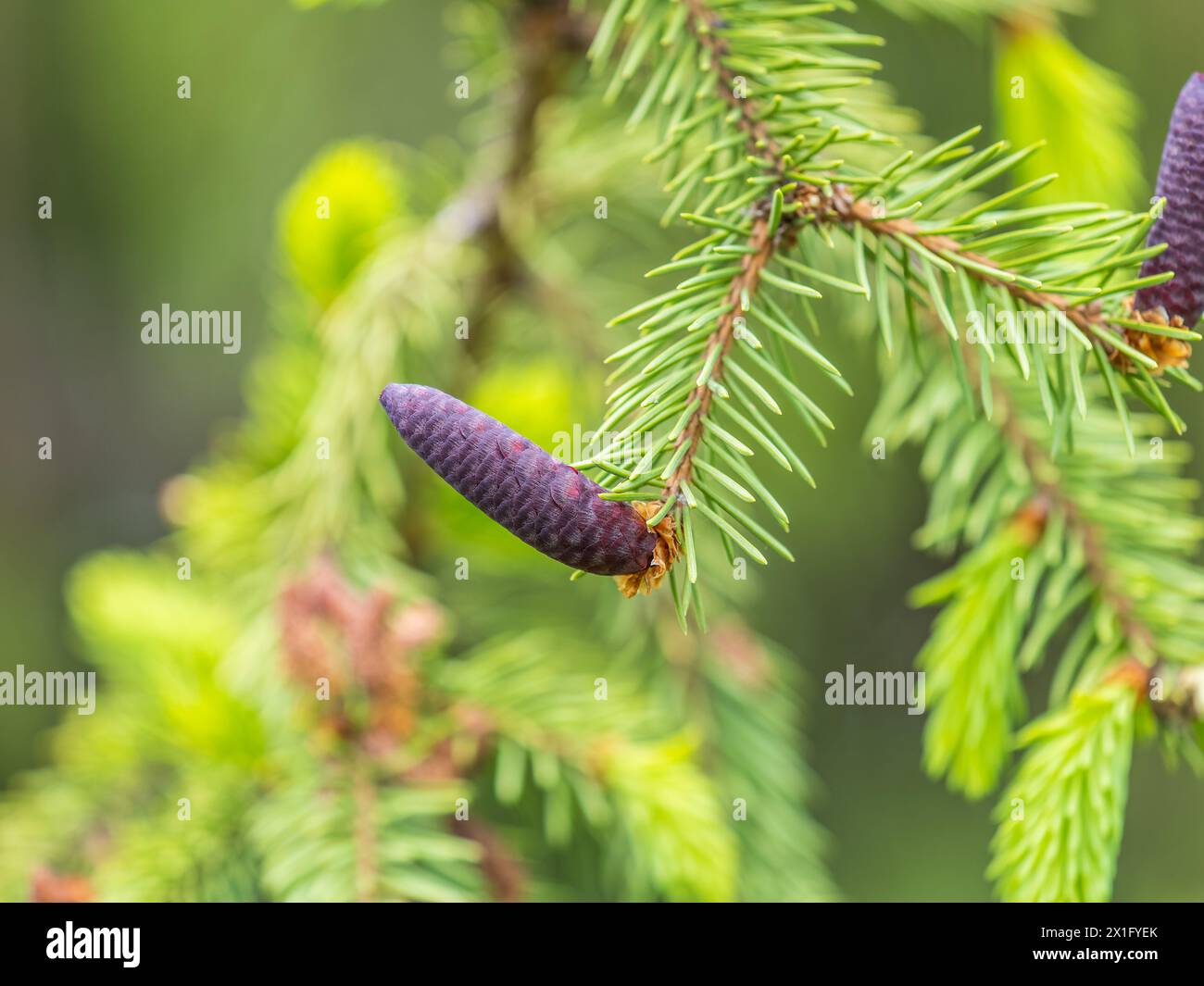 A young female cone of ordinary spruce, it is pink and its scales ...