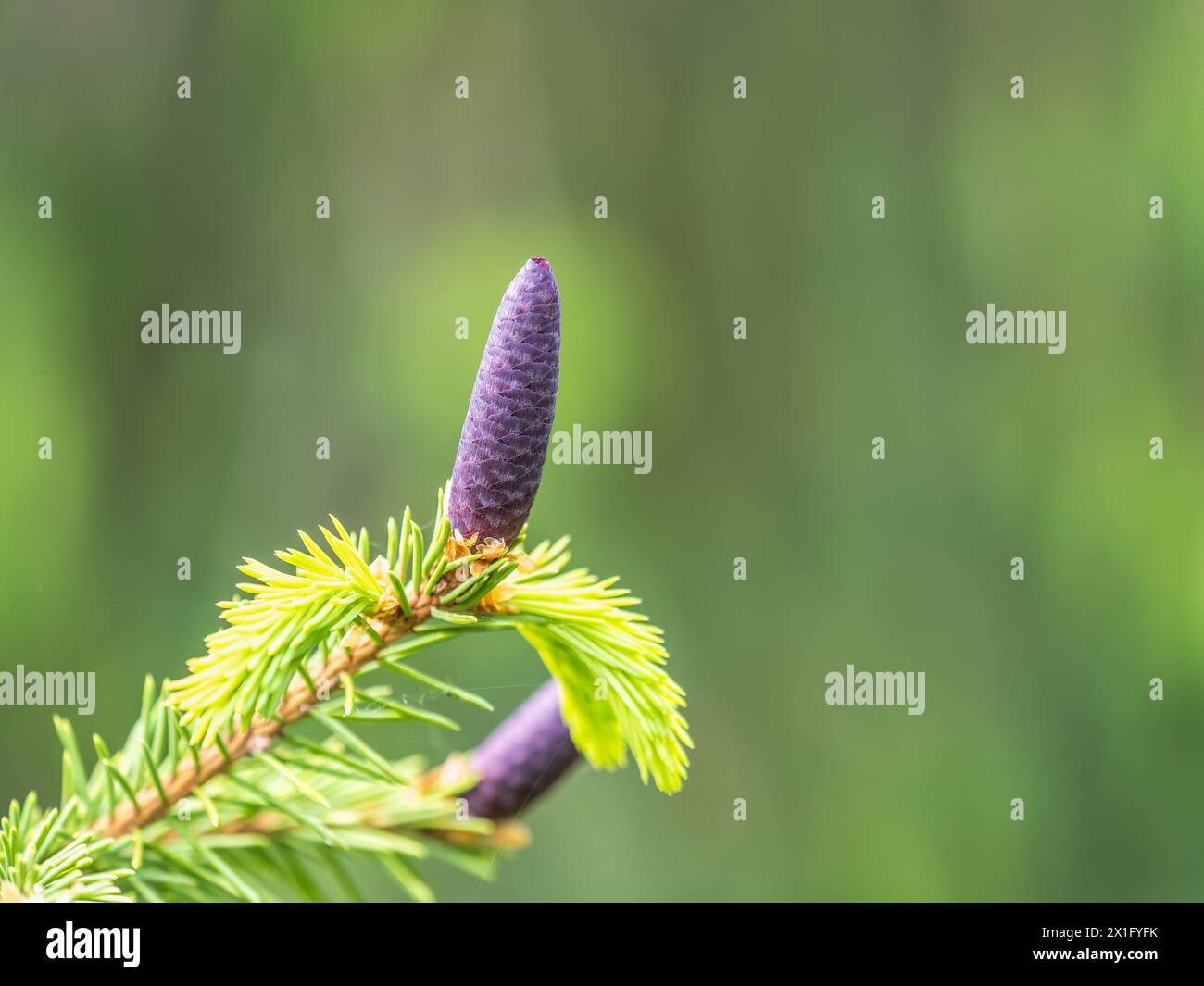 A young female cone of ordinary spruce, it is pink and its scales ...