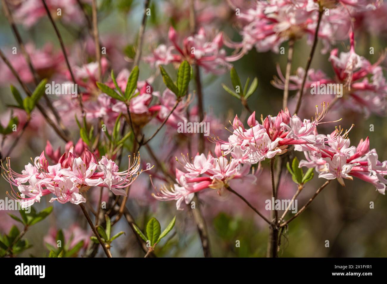 Blossoming Pinkshell Azalea (Rhododendron vaseyi) at the Atlanta ...