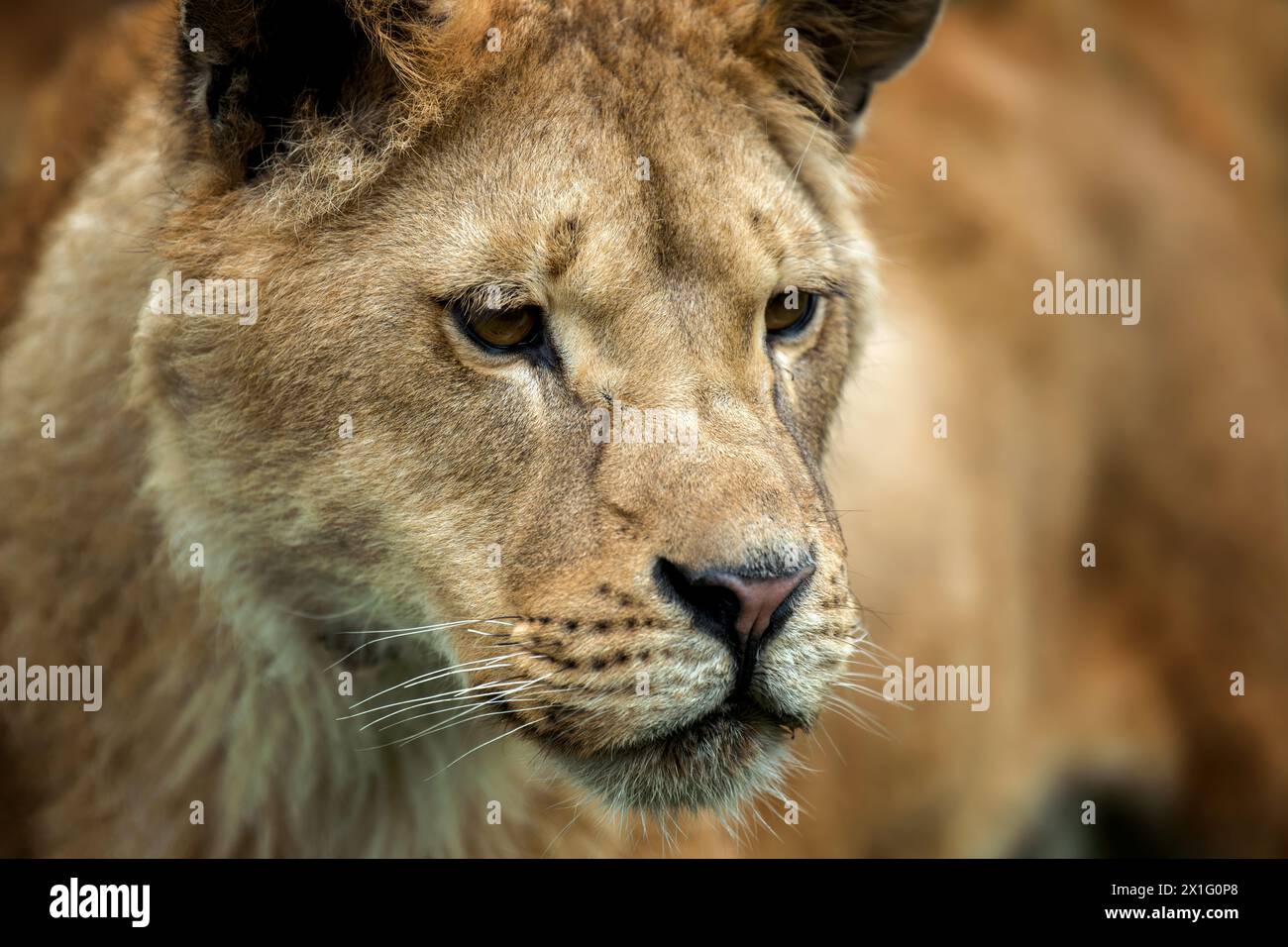 Close up lion portrait. Animal wild predators in natural environment ...