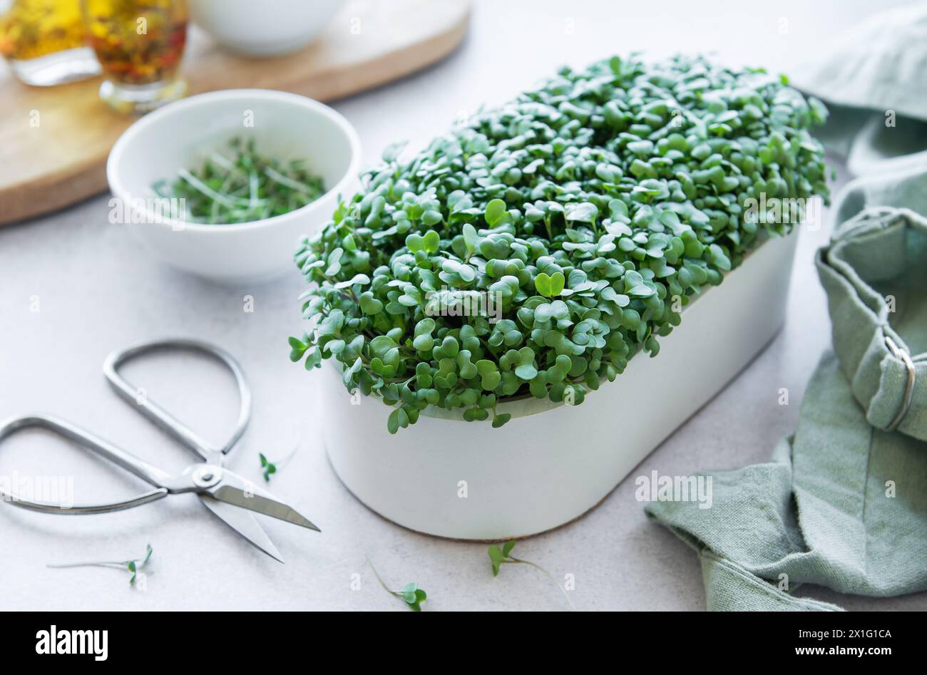 Microgreens of radishes in white pot on white wooden background with ...