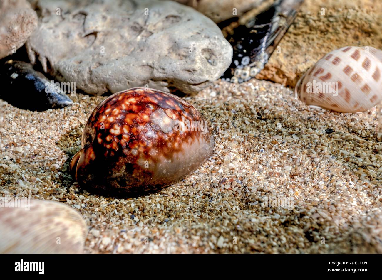 Mauritia Mauritiana or chocolate cowry, humpback cowry, seashell on a ...