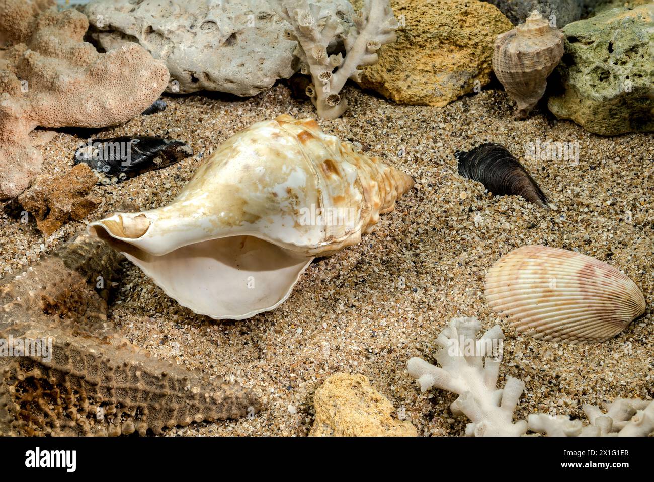 Pleuroploca trapezium sea snail shell Cassis Tuberosa on a sand ...