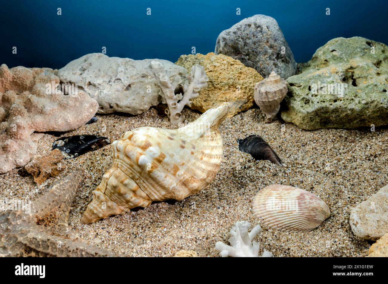 Pleuroploca trapezium sea snail shell Cassis Tuberosa on a sand ...