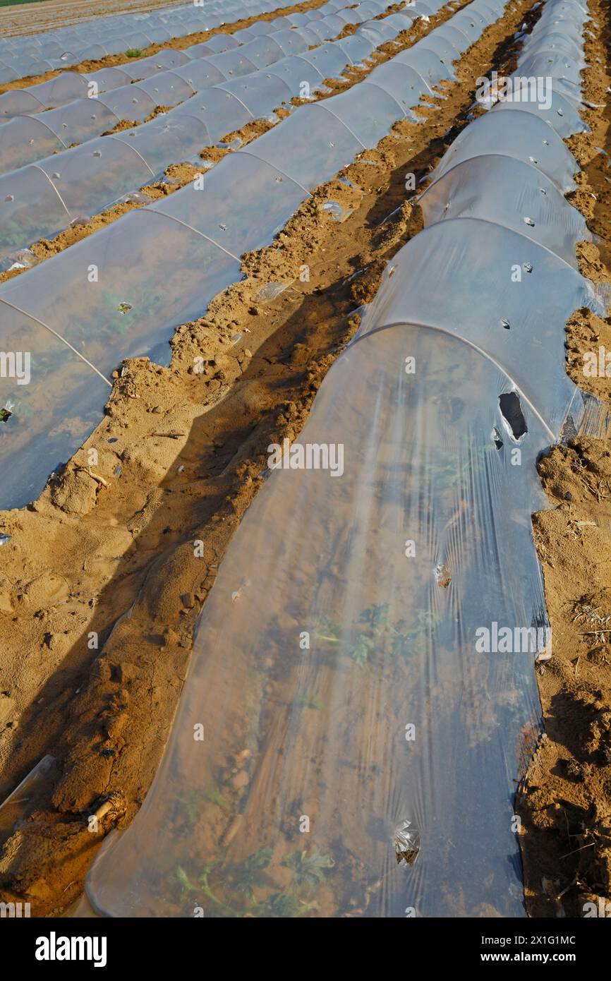 Watermelon planting plastic mulching Stock Photo - Alamy