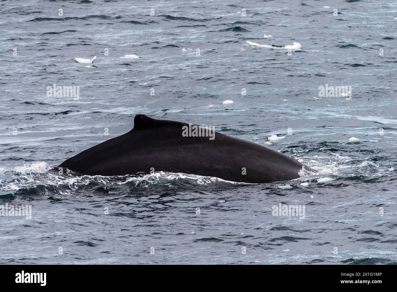 Blue whale channel island hi-res stock photography and images - Alamy