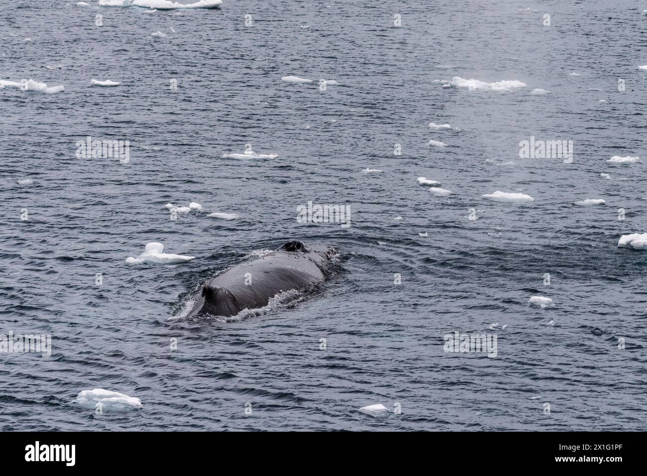 Blue whale channel island hi-res stock photography and images - Alamy