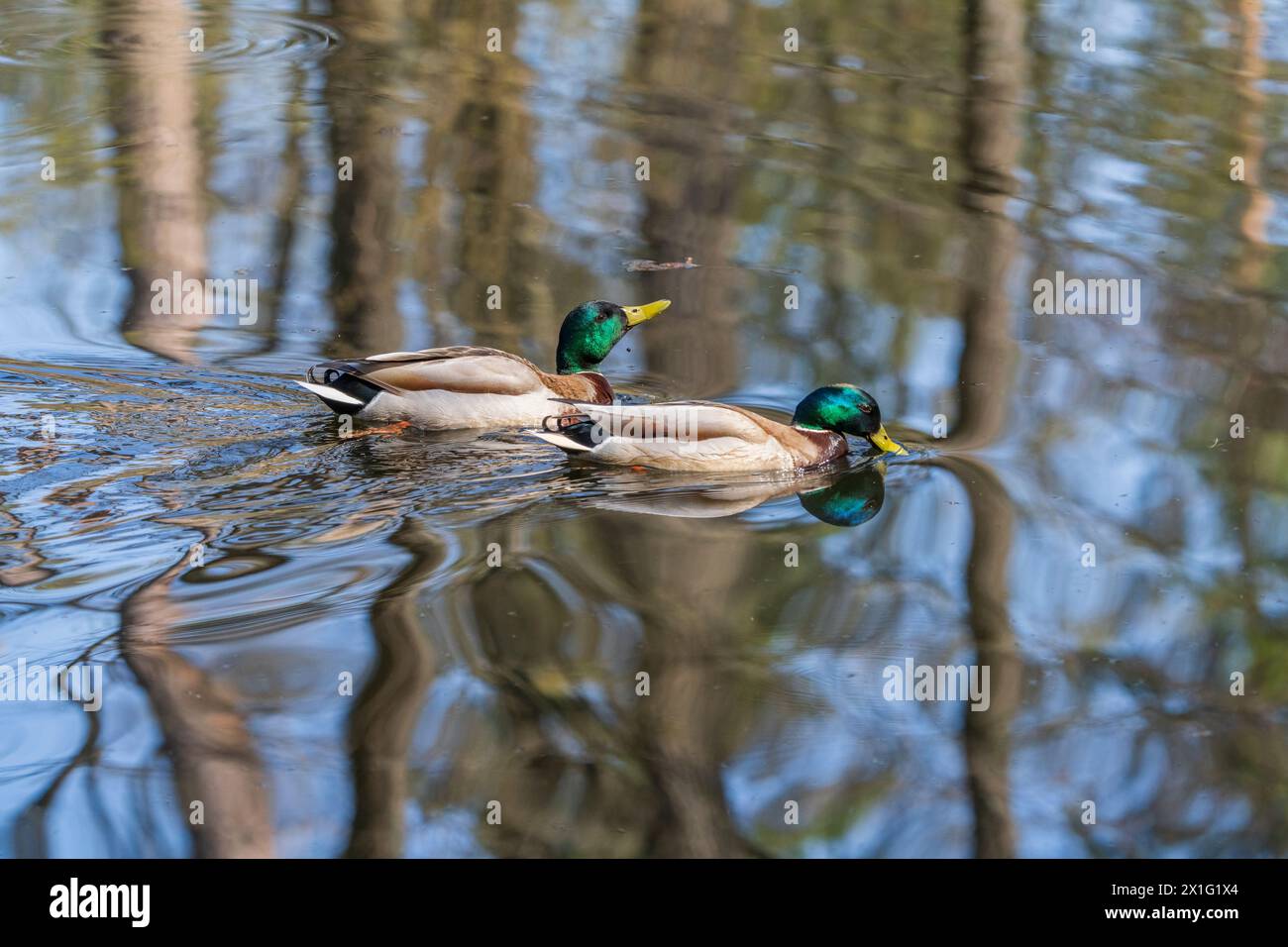 Ducks on a pond with a beautiful reflection of the trees in the water ...