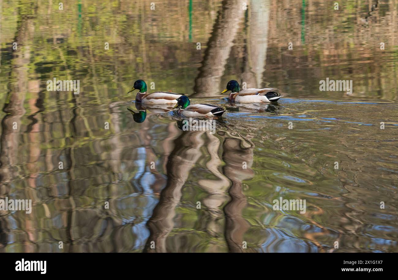 Ducks on a pond with a beautiful reflection of the trees in the water ...