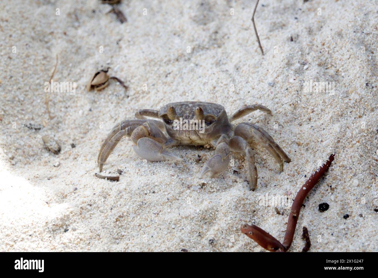 Mauritius, Pointe aux Piments, 12.04.2024 - Motiv:Geisterkrabbe ...