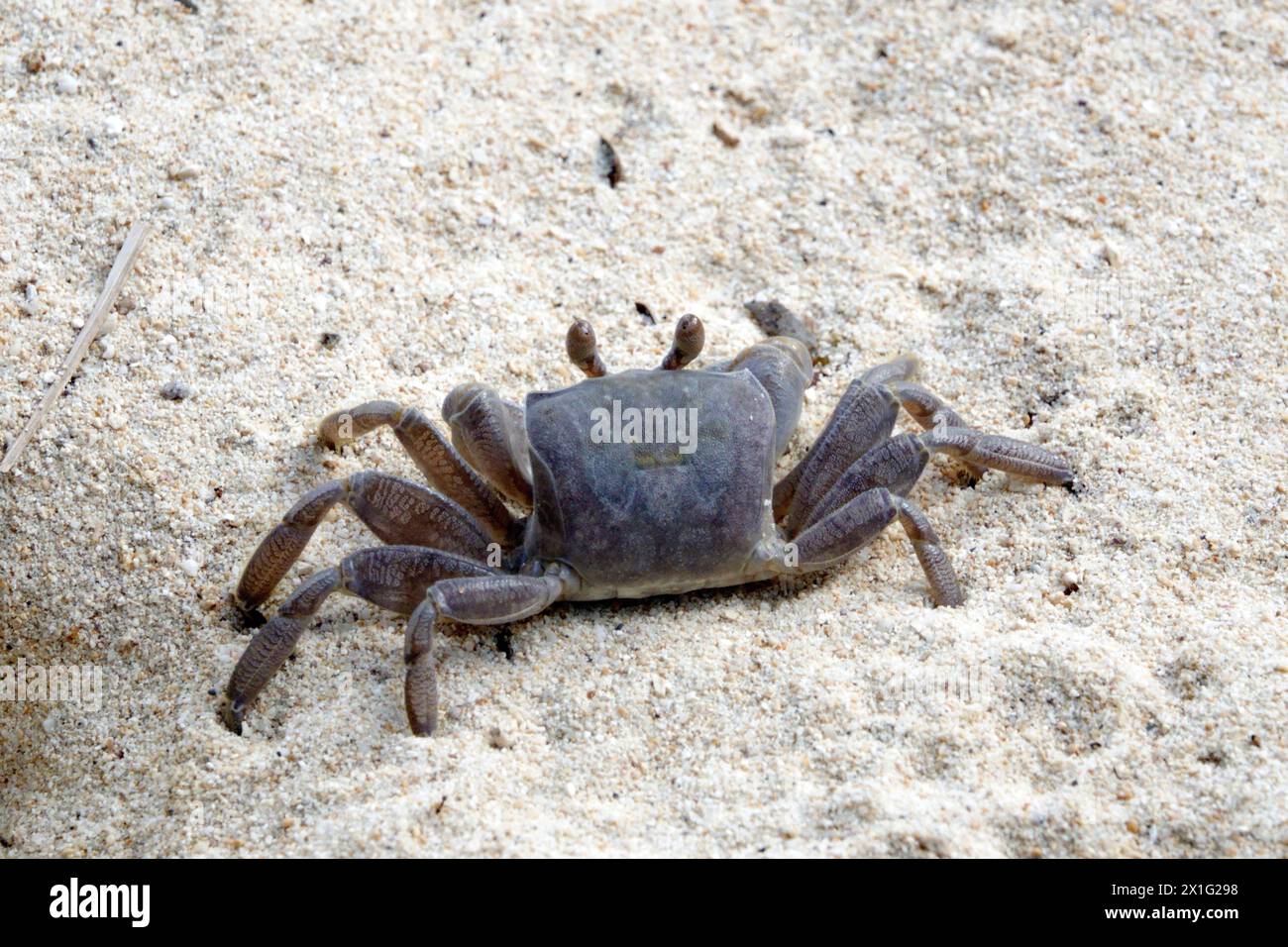 Mauritius, Pointe aux Piments, 12.04.2024 - Motiv:Geisterkrabbe ...