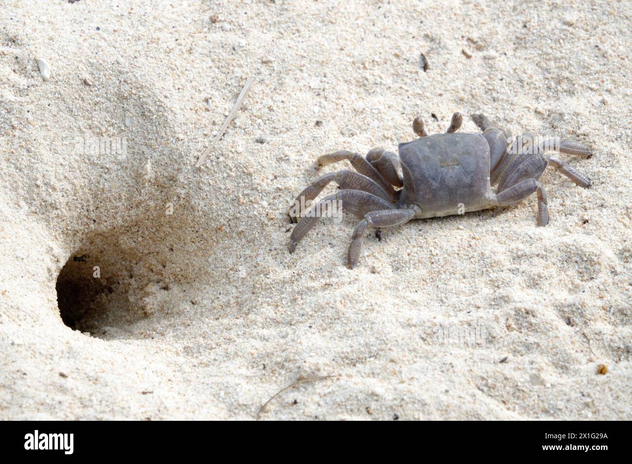 Mauritius, Pointe aux Piments, 12.04.2024 - Motiv:Geisterkrabbe ...