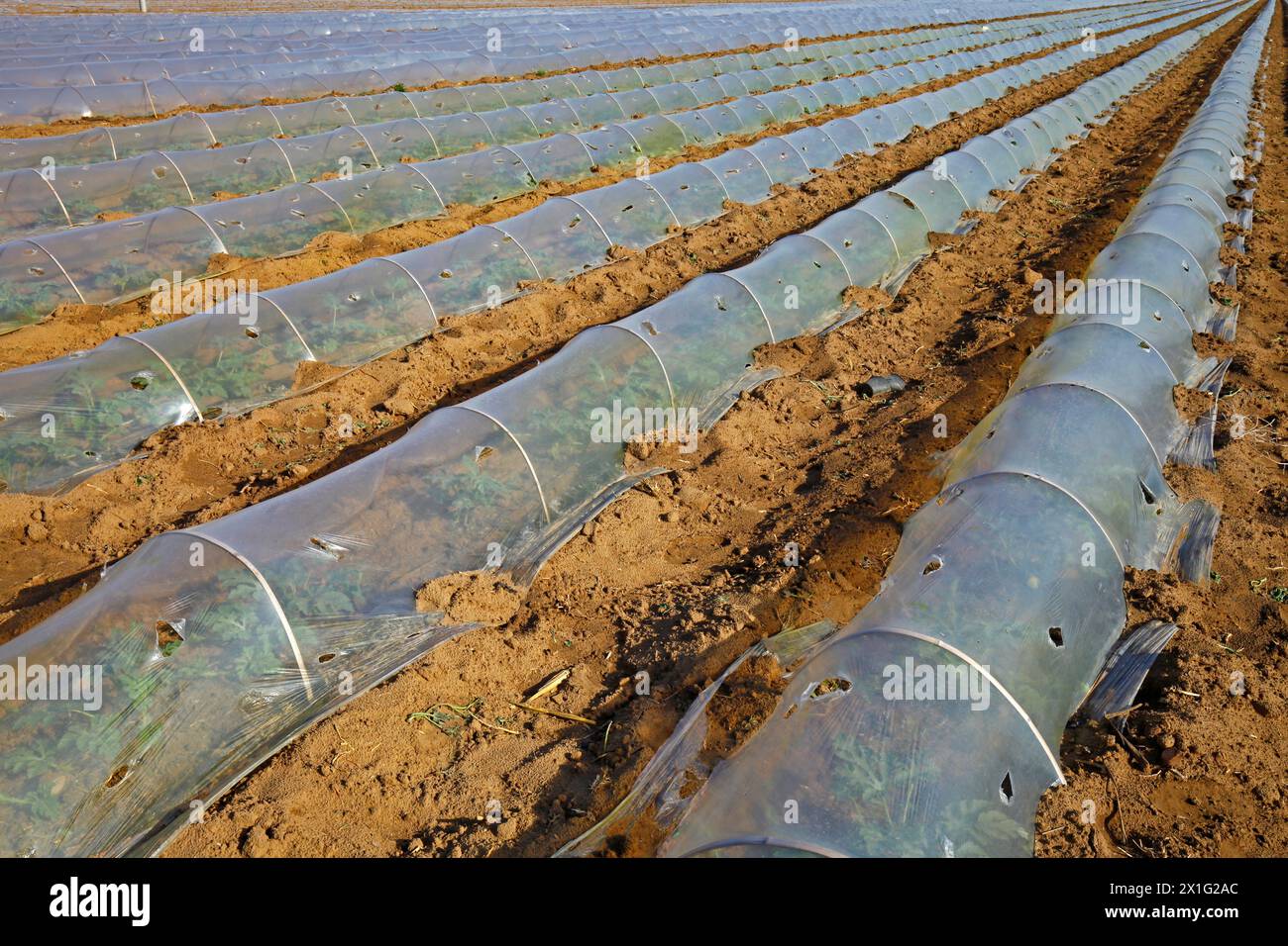 Watermelon planting plastic mulching Stock Photo - Alamy