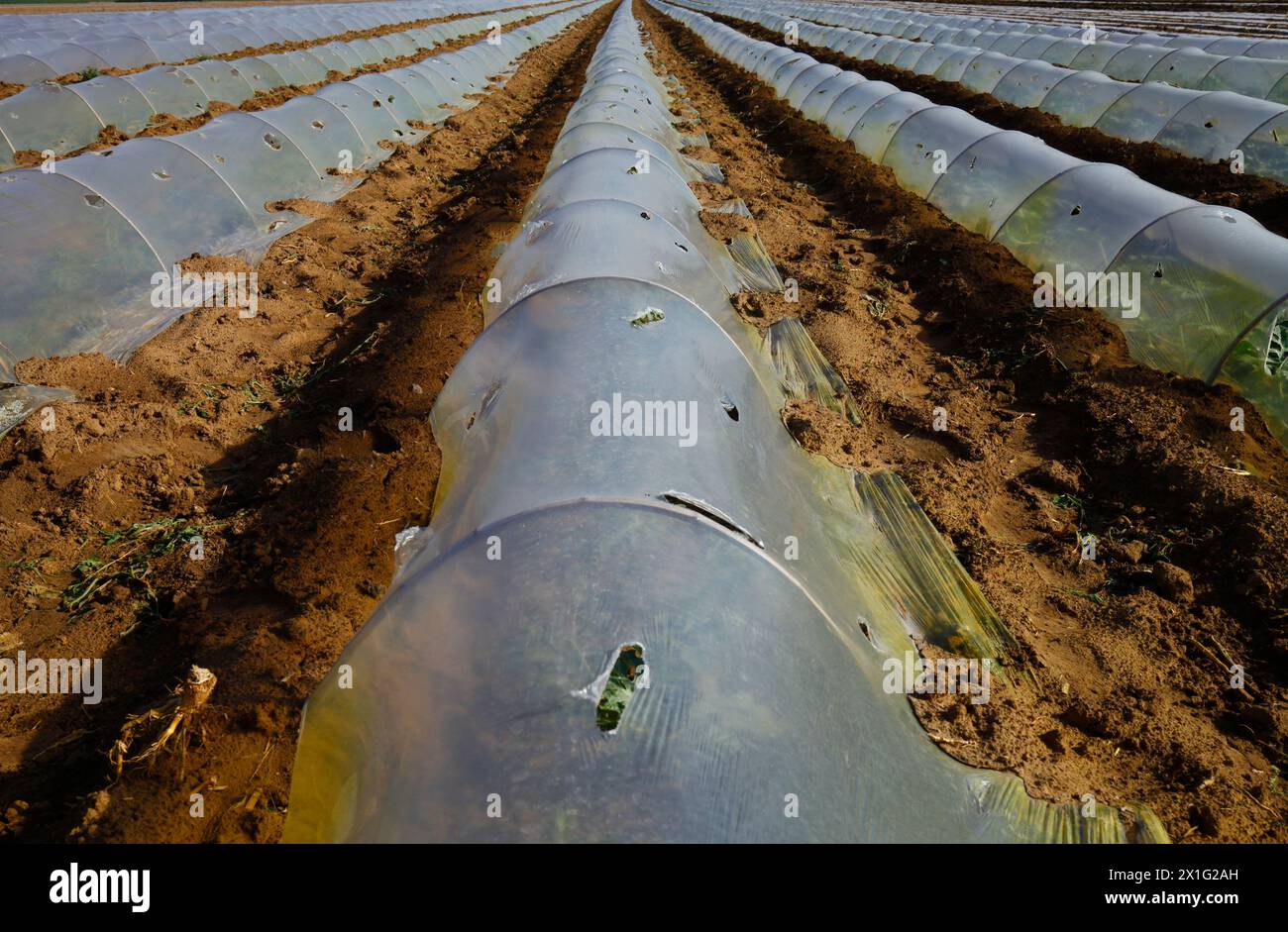 Watermelon planting plastic mulching Stock Photo - Alamy