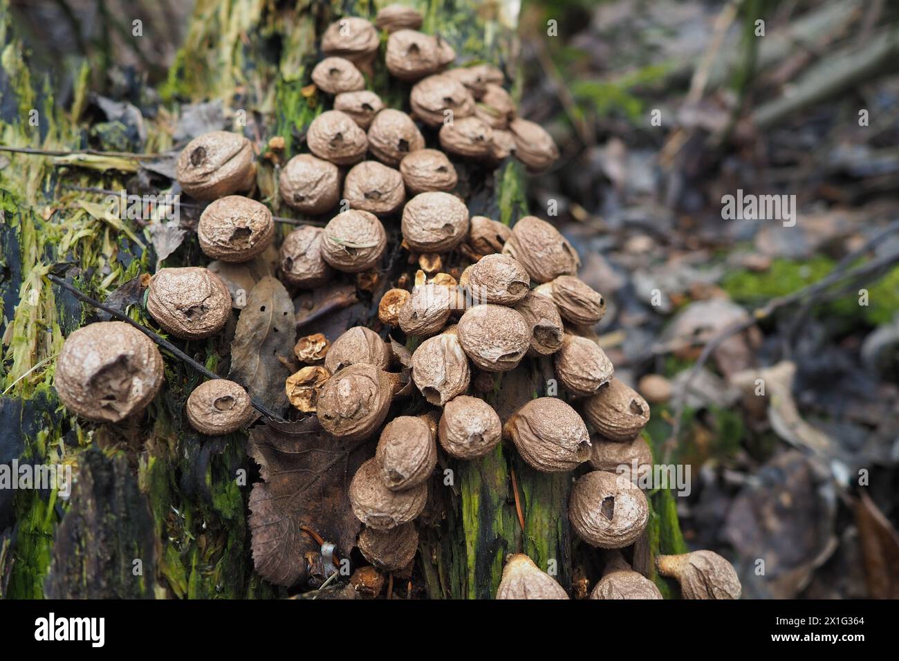 Bovista is a genus of fungi commonly known as the true puffballs, order ...
