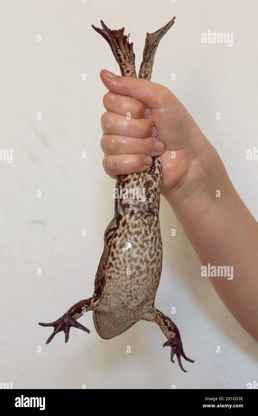Big toad in children's hands Stock Photo - Alamy