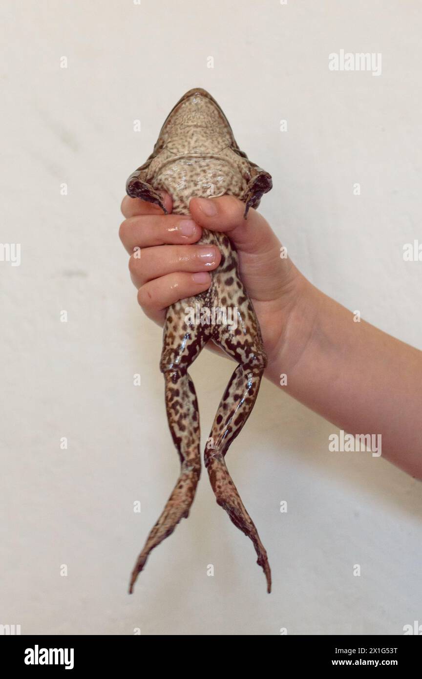 Big toad in children's hands Stock Photo - Alamy