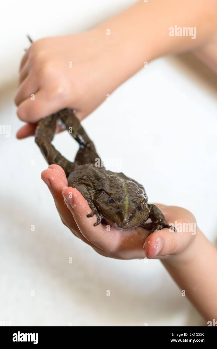 Big toad in children's hands Stock Photo - Alamy
