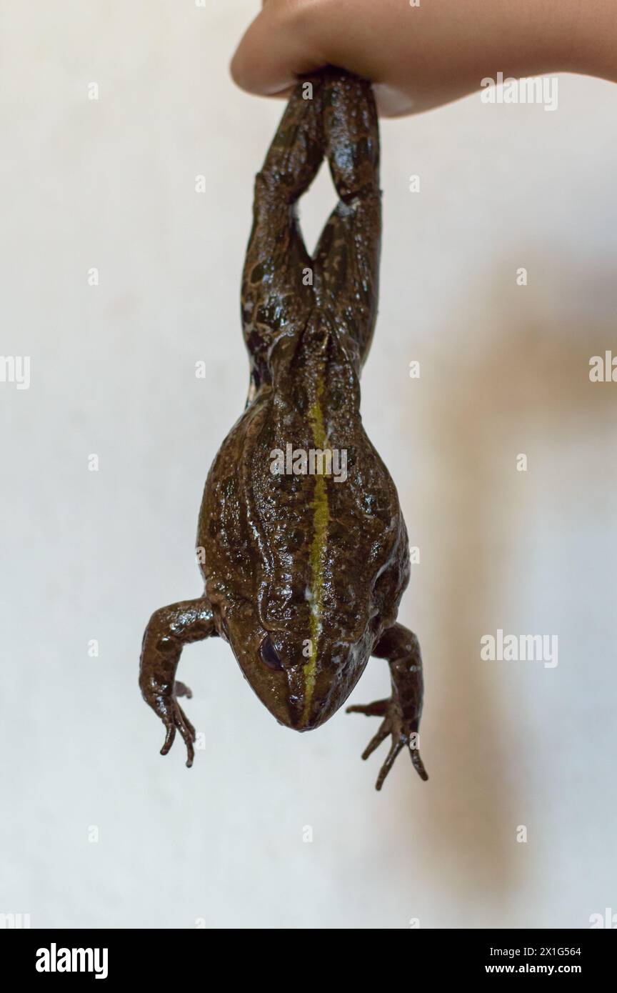 Big toad in children's hands Stock Photo - Alamy