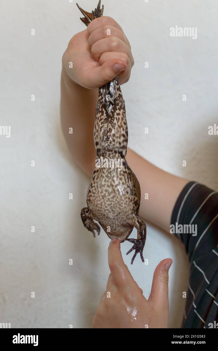 Big toad in children's hands Stock Photo - Alamy