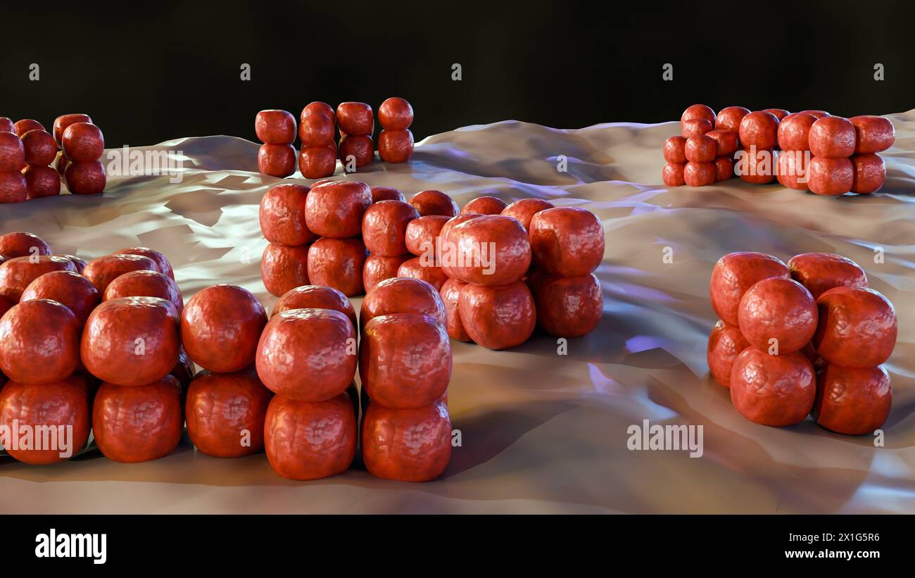 3d rendering of Sarcina cuboidal arrangement isolated on the white ...
