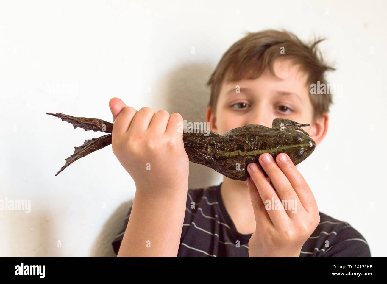 Boy holding a big toad in his hands. two frogs Stock Photo - Alamy