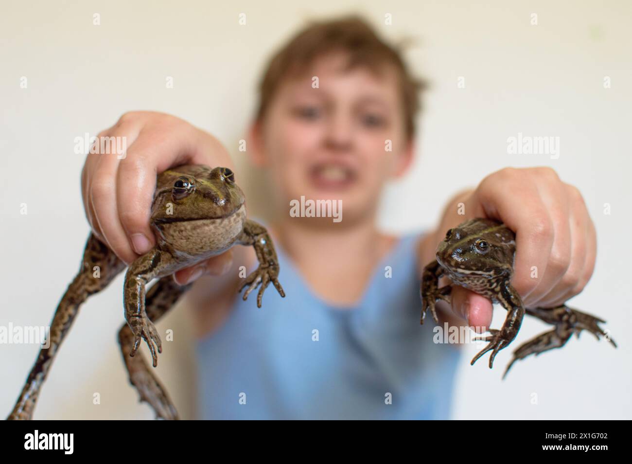Boy holding a big toad in his hands. two frogs Stock Photo - Alamy