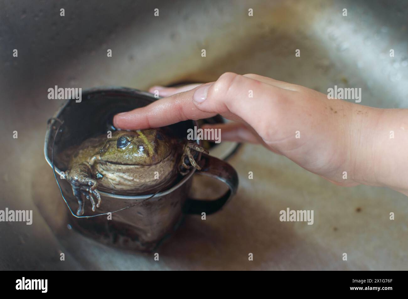 Metal toad hi-res stock photography and images - Alamy