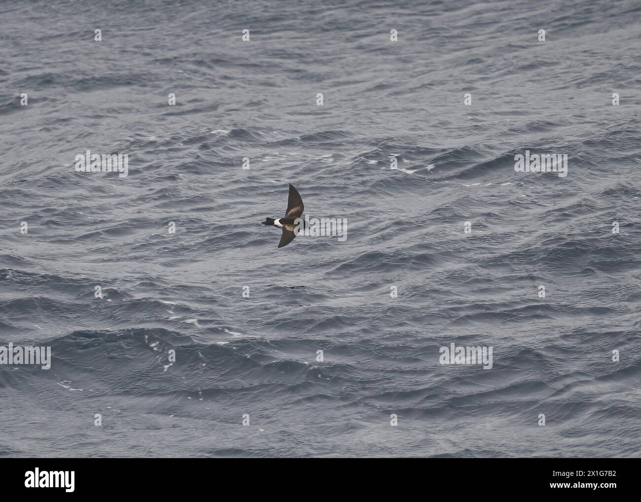Storm-petrel Wilson's (Oceanites aceanicus), in flight in the Southern ...