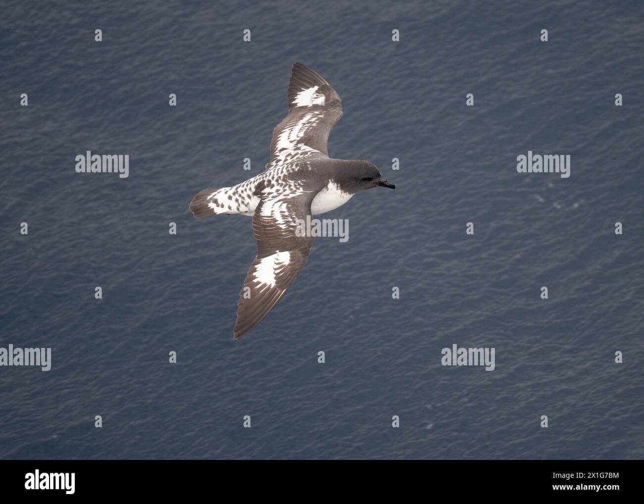 Petrel Cape (Daption capense) flying at sea in the Drake Passage ...