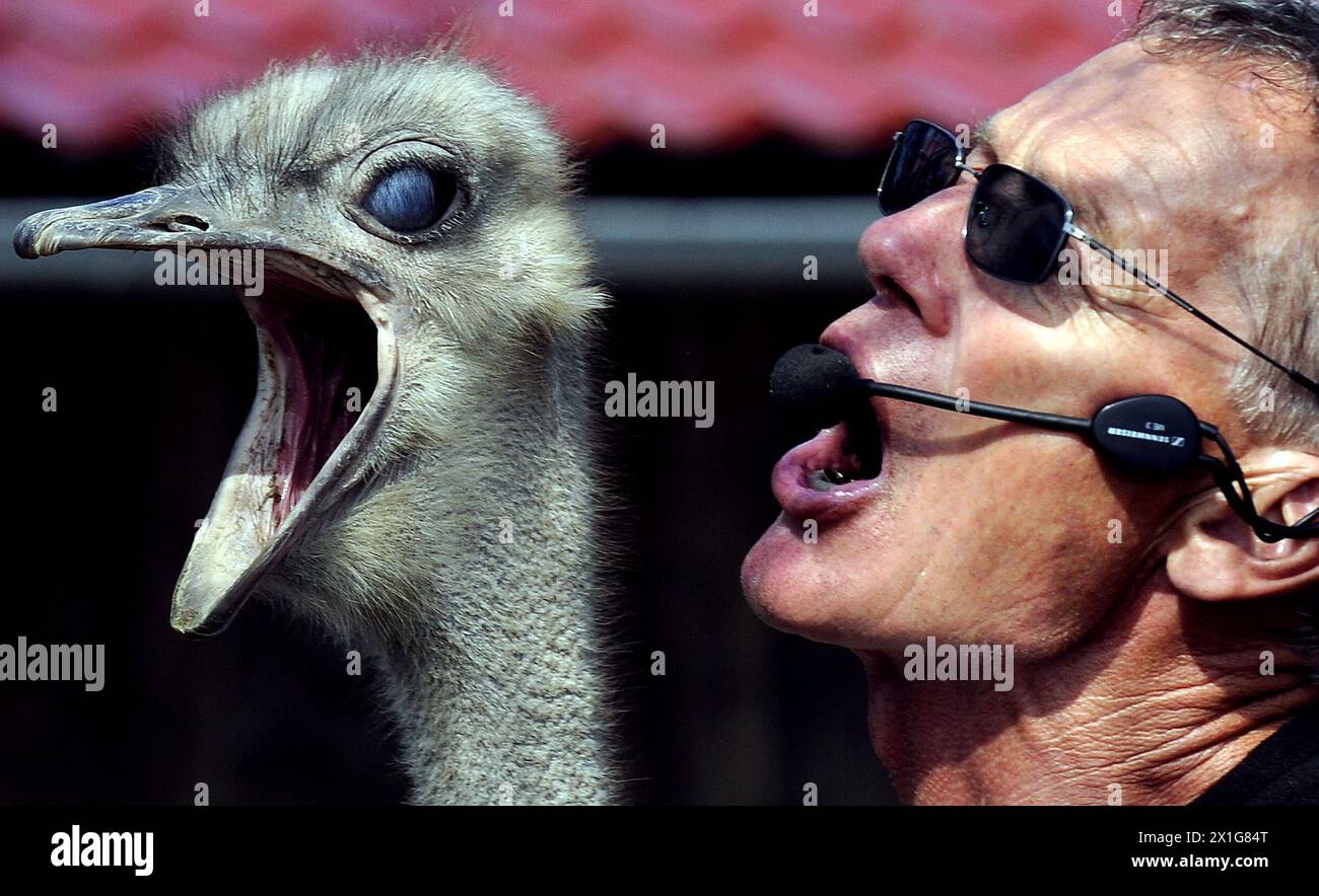 A young ostrich, pictured in the "Straussenland" in Schoenberg, Lower ...