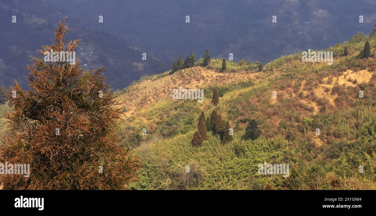 panoramic view lush green himalaya mountains foothills from simana ...