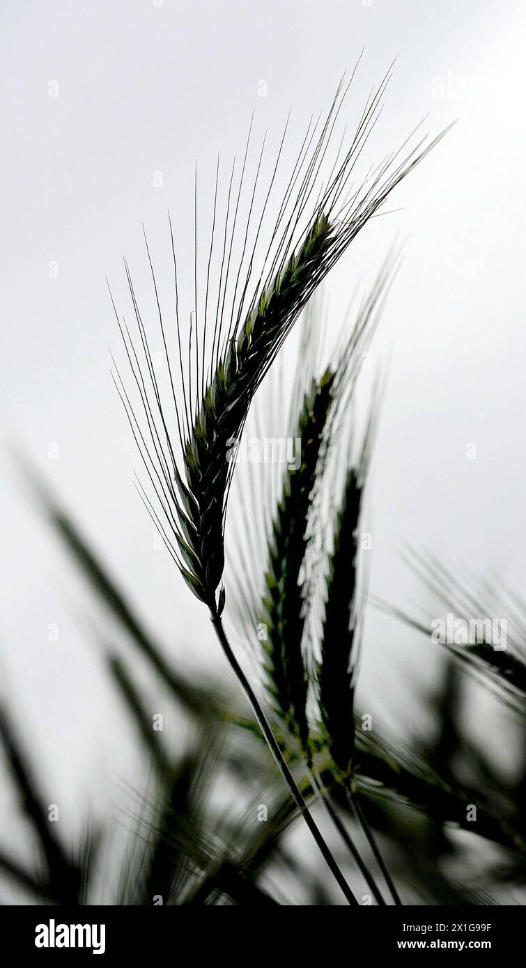 Spike of wheat, captured in Salzburg, Austria on June 15 2010 ...