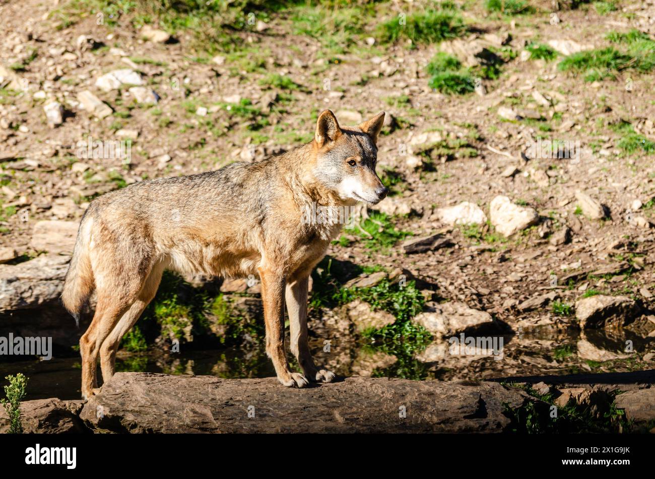 Canis lupus signatus. A Iberian wolf in the Iberian Wolf Center, Zamora ...