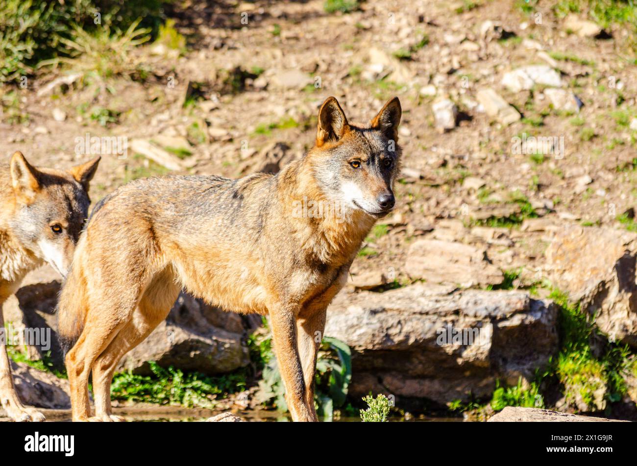 two standing Iberian wolves, Canis Lupus signatus Stock Photo - Alamy