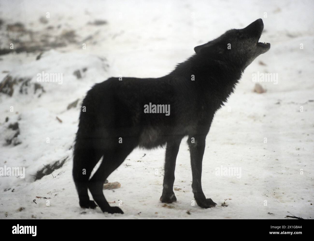 Wolf science center hi-res stock photography and images - Alamy