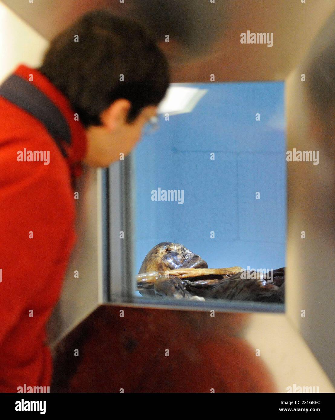 A woman looks at the naturally mummified body of Oetzi in a cooling ...